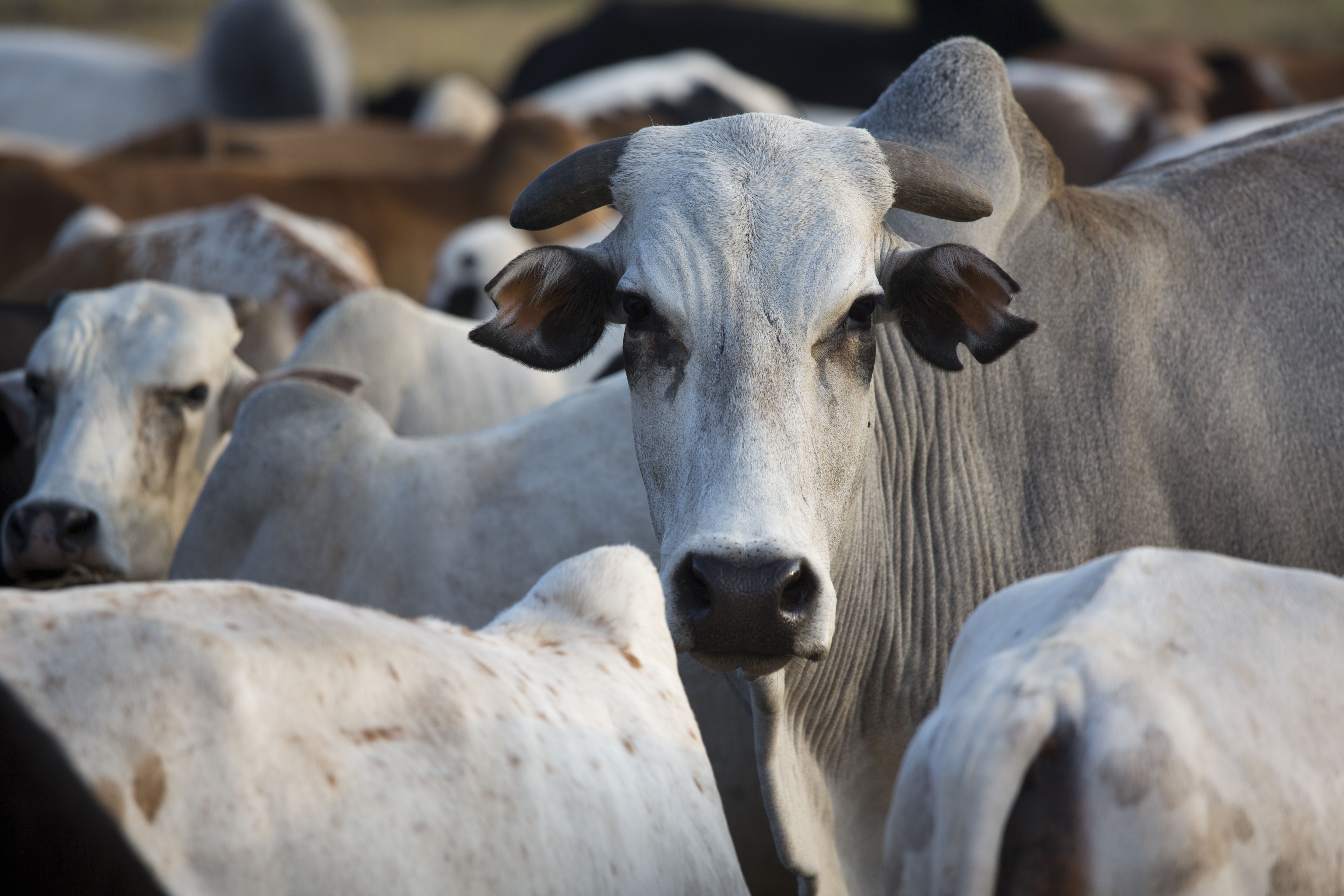 New drugs to fight nagana - GALVmed
