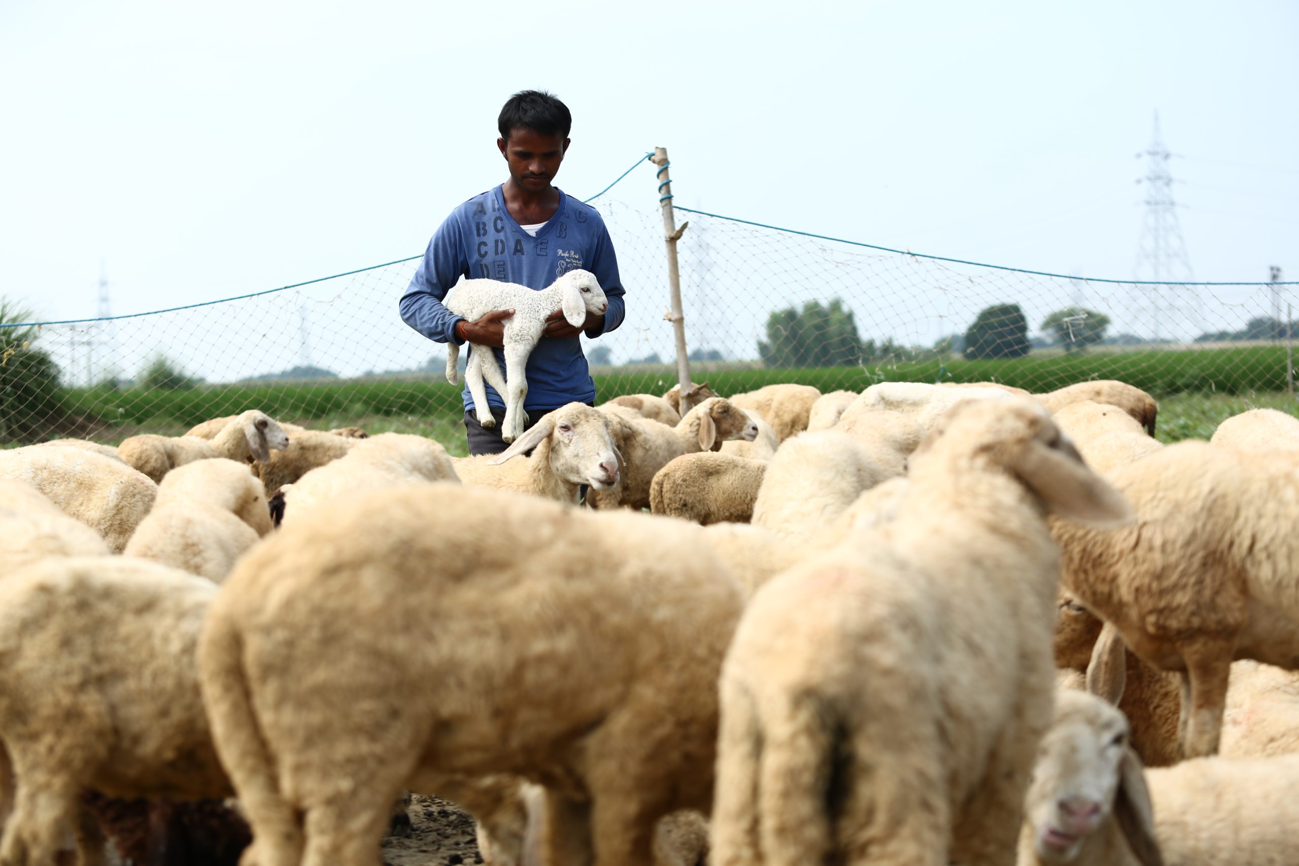 'One Health': Investing in Animal Health to get the world back on track ...