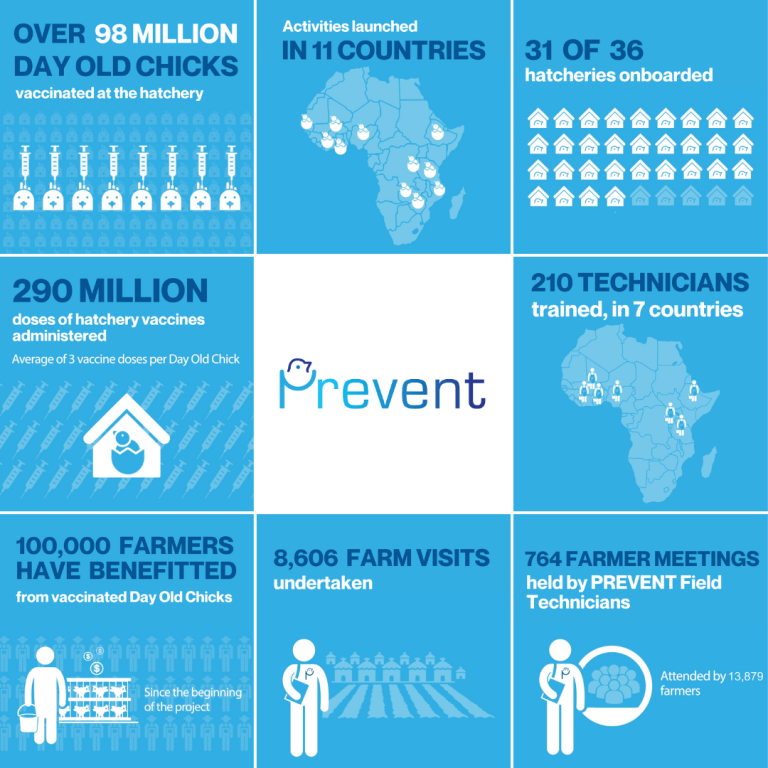 PREVENT: How hatchery vaccinations are boosting poultry production in ...